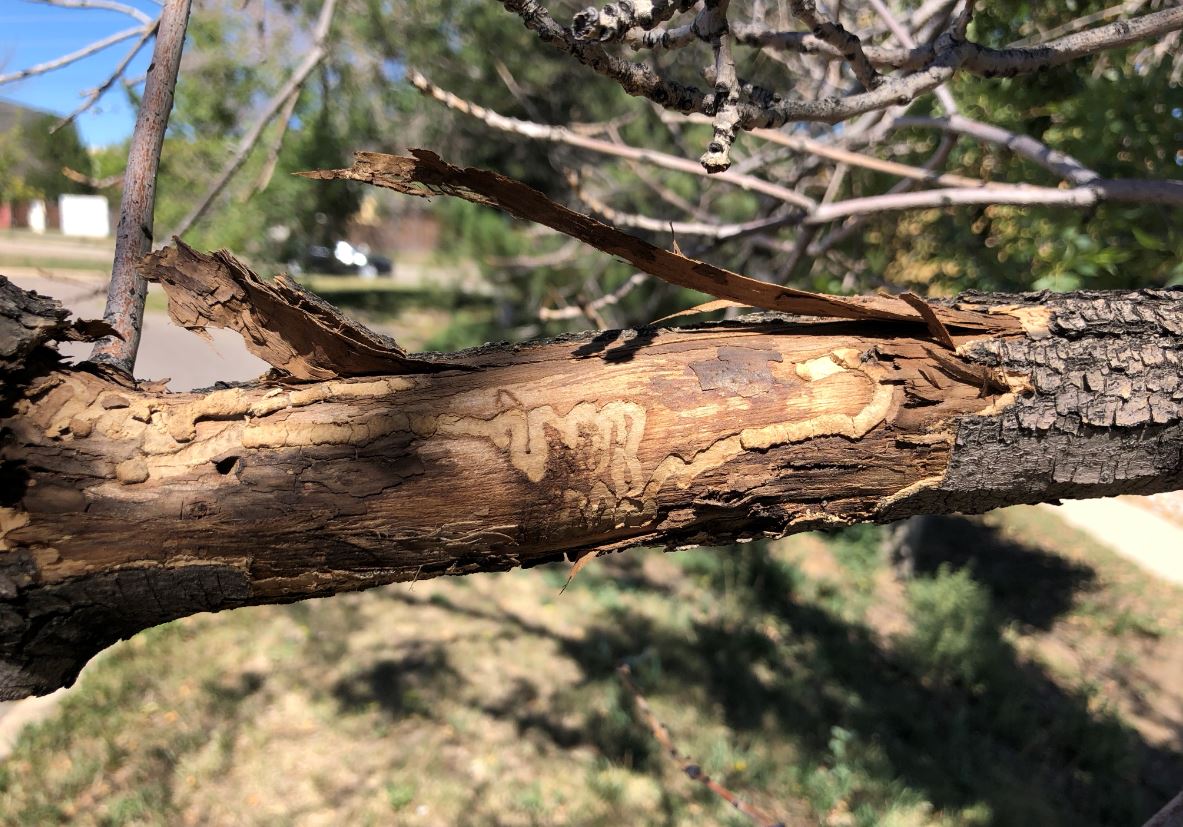Emerald Ash Borer: What you need to know – Arapahoe County Extension