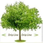 Rings, Donuts, Diapers and Bags. How To Really Water A Tree. – Arapahoe ...